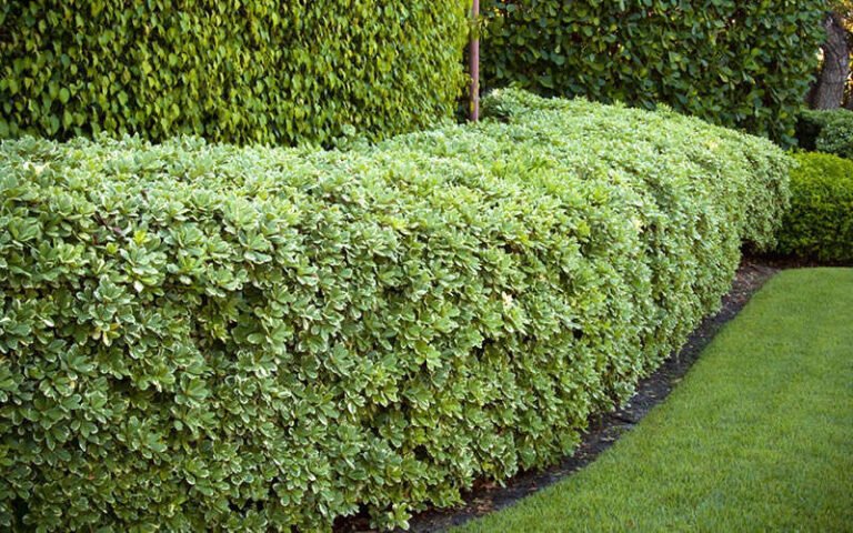 Los mejores tipos de setos para tu jardín Tipos de setos Huerto